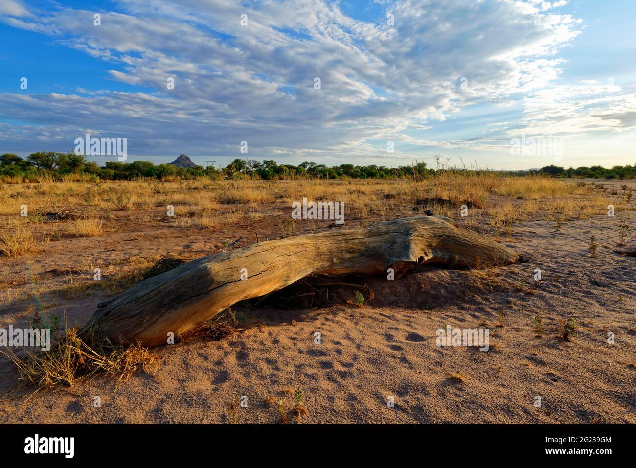 Tree trunk in dry Omaruru river (dry river) near Omaruru, Erongo Region ...