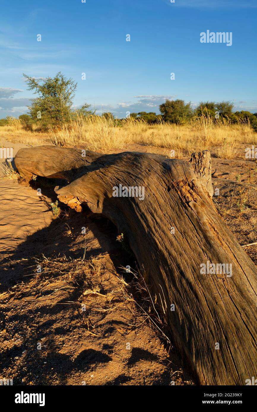 Tree trunk in dry Omaruru river (dry river) near Omaruru, Erongo Region ...