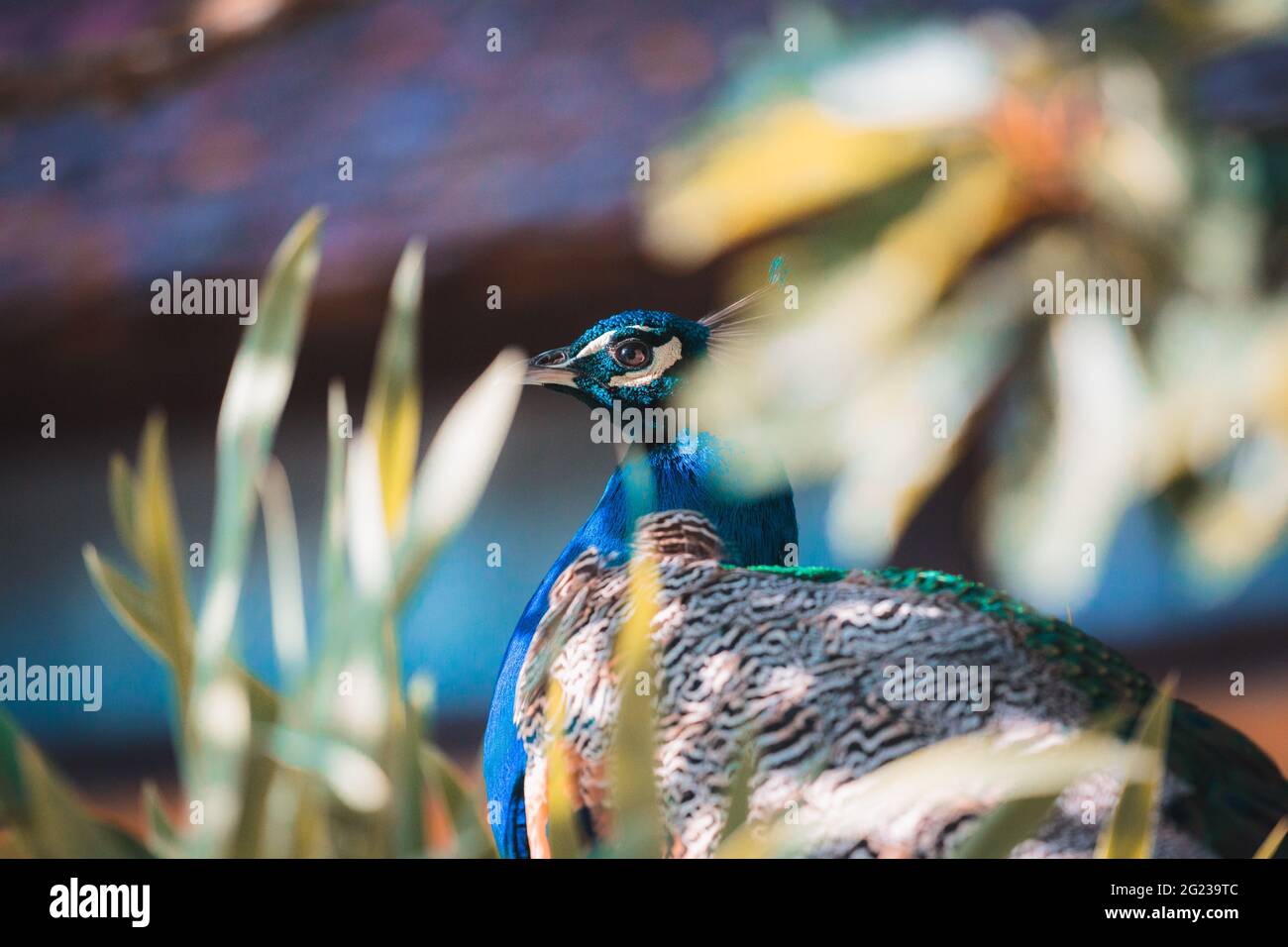 Peacock profile hi-res stock photography and images - Alamy