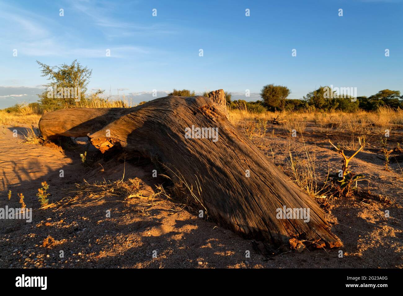 Tree trunk in dry Omaruru river (dry river) near Omaruru, Erongo Region ...
