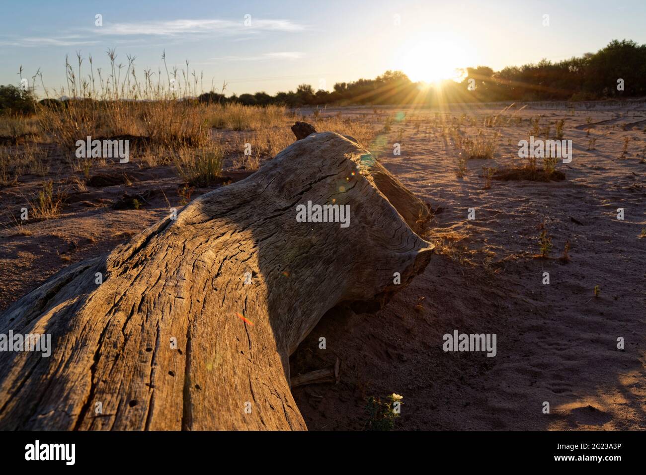 Tree trunk in dry Omaruru river (dry river) near Omaruru, Erongo Region ...