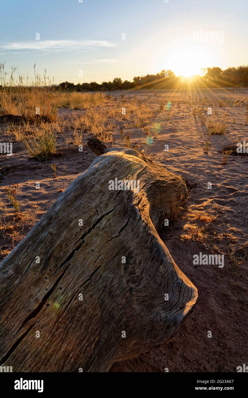 Tree trunk in dry Omaruru river (dry river) near Omaruru, Erongo Region ...