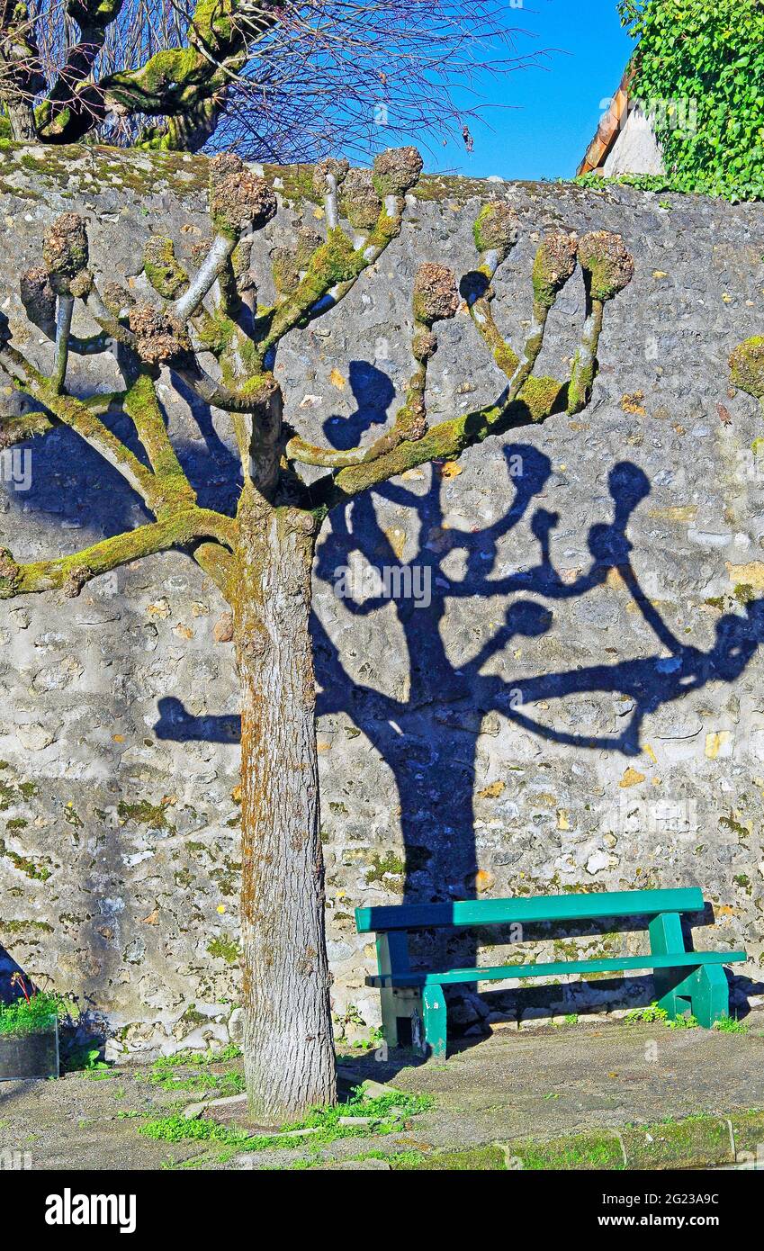 Pollarded tree hi-res stock photography and images - Alamy