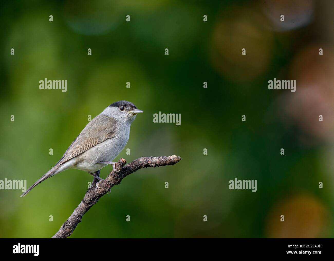 Black Cap Bird High Resolution Stock Photography and Images - Alamy