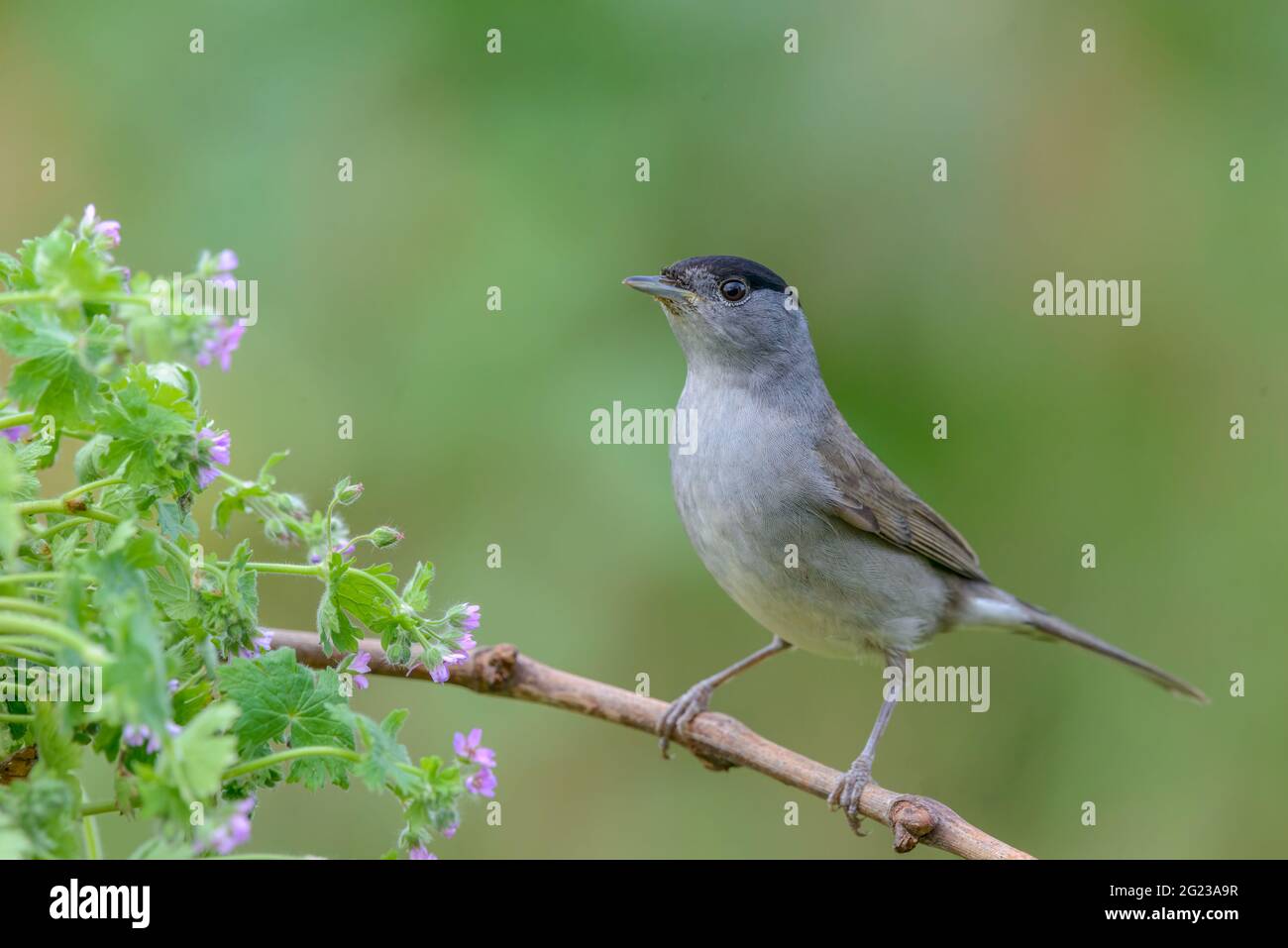 Blackcap Sylvia atricapilla male adult warbler bird with black cap on ...