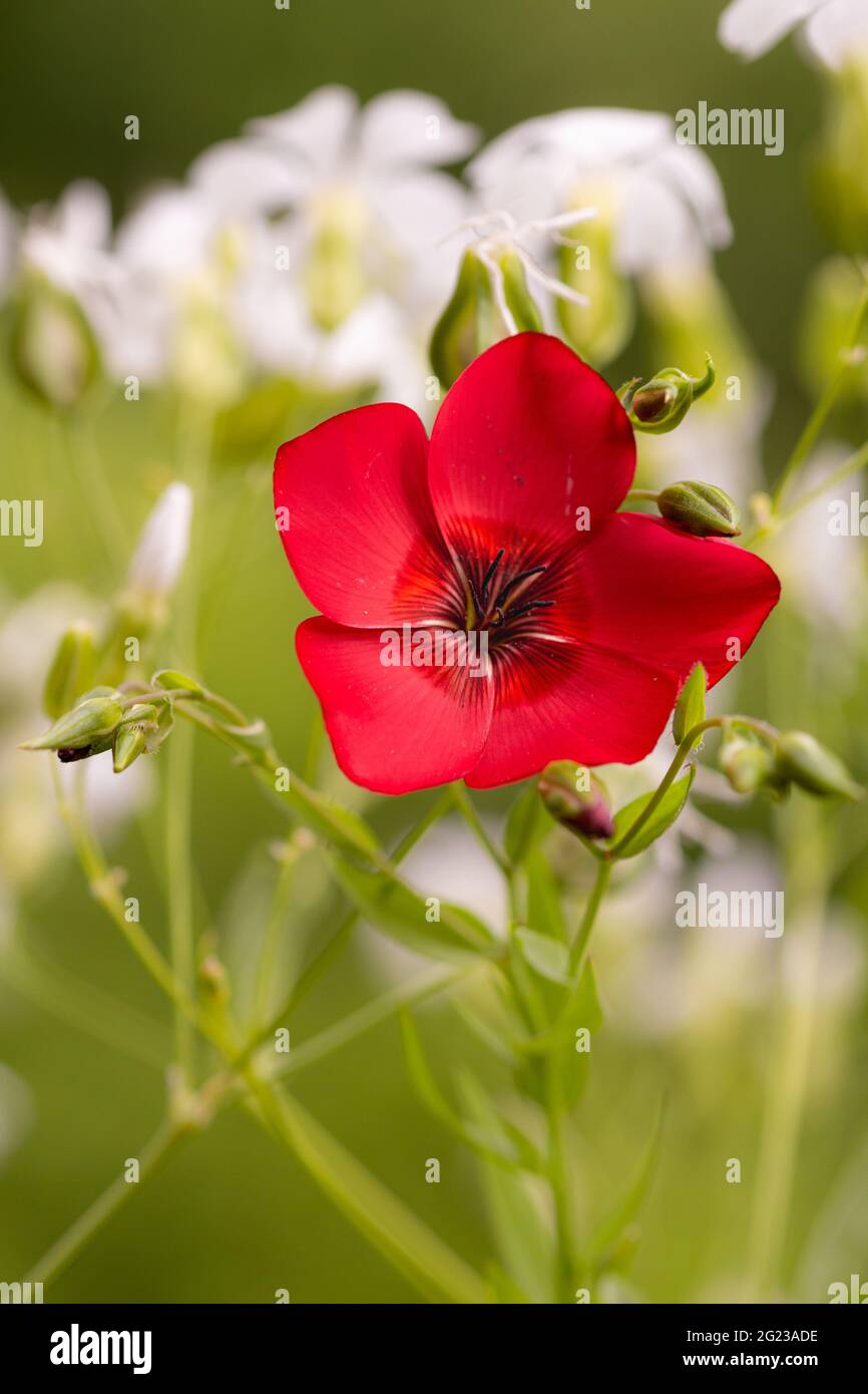 Linum grandiflorum hi-res stock photography and images - Alamy