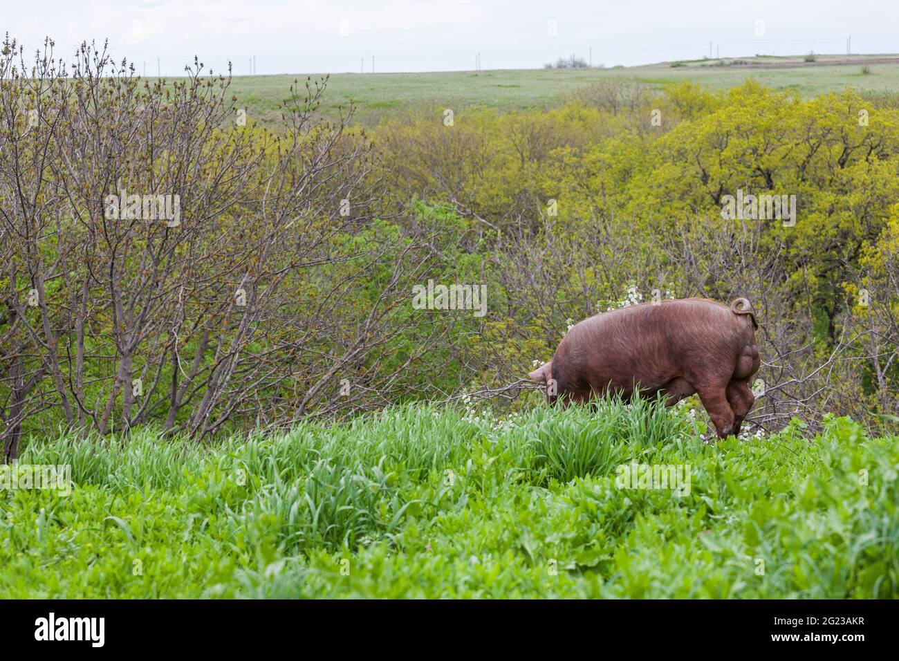 piglet with dark brown hair and curled pig tail in a cage eating grass ...