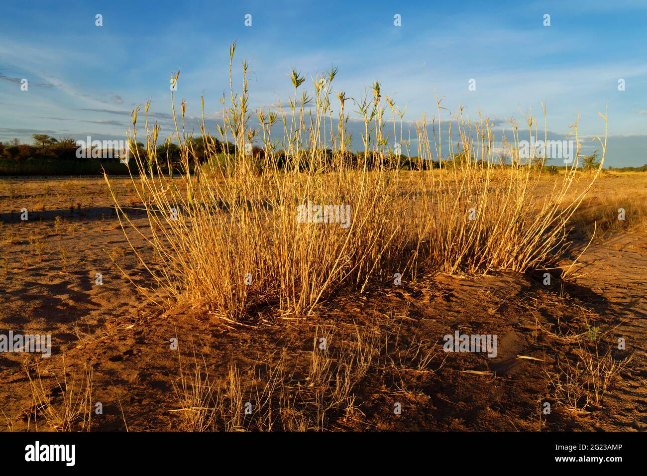 Reeds in dry Omaruru river (dry river) near Omaruru, Erongo Region ...