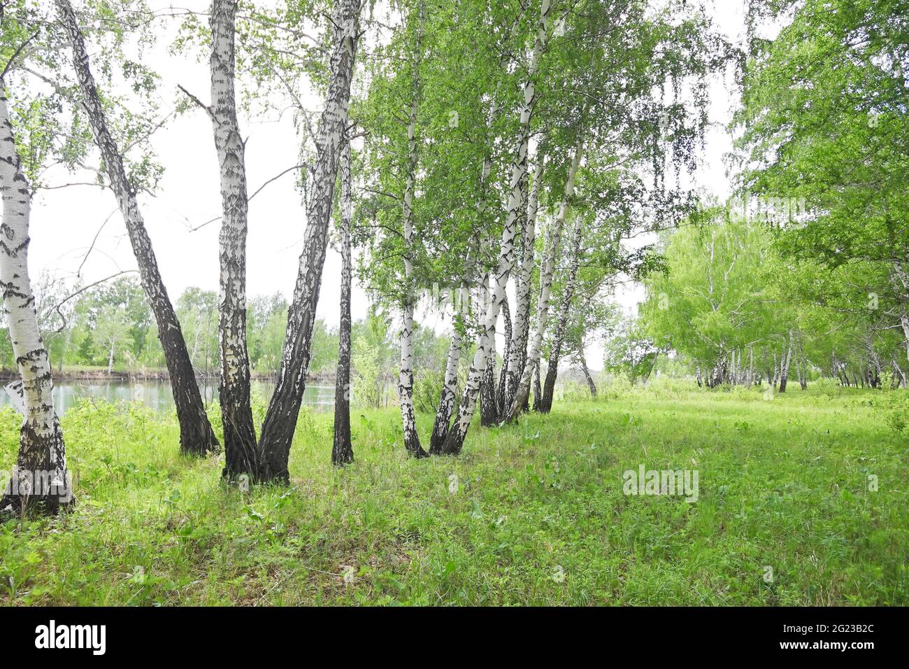 Spring birch forest and lake Stock Photo - Alamy