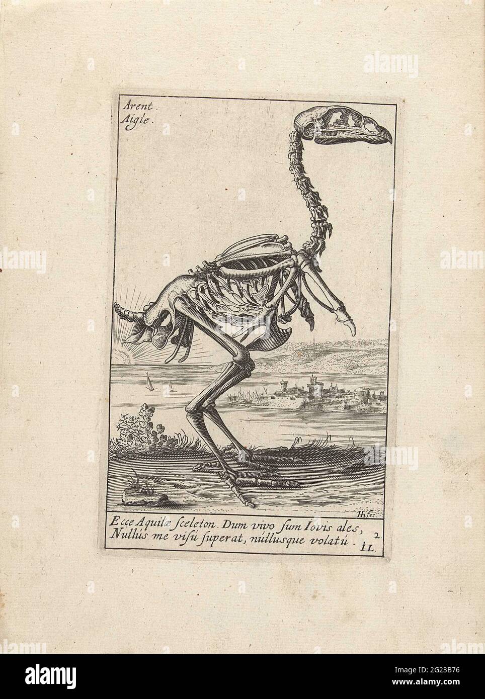 Skeleton of an eagle; Animal skeletons. Skeleton from a standing eagle ...