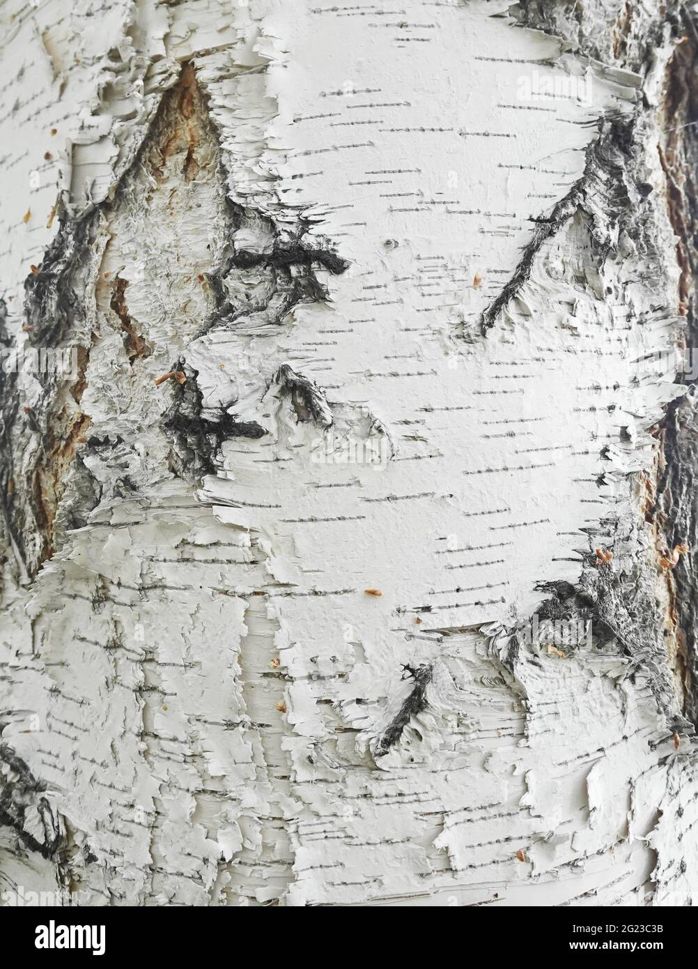 Birch bark background Stock Photo - Alamy