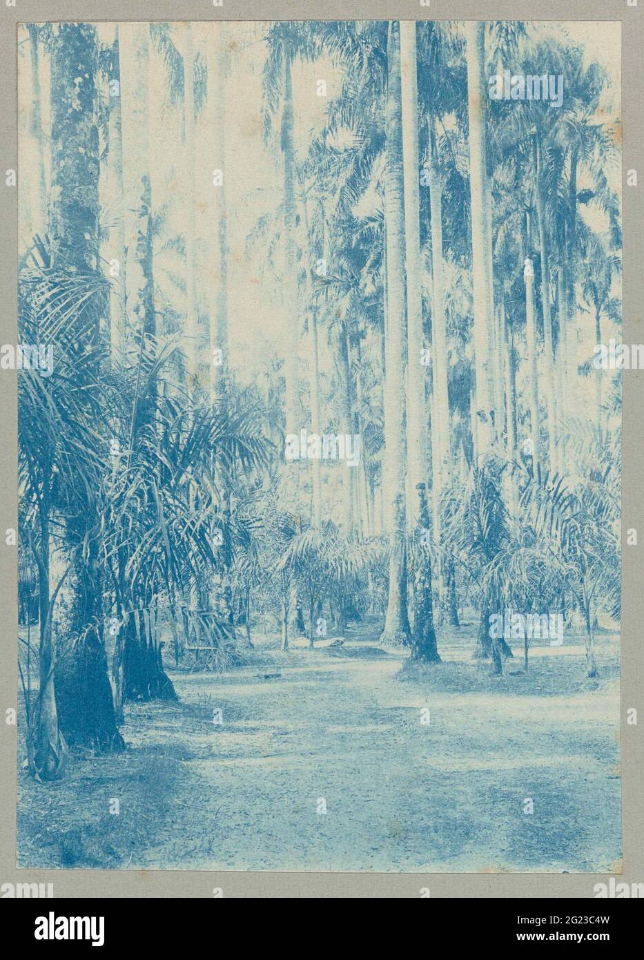 Palm garden, paramaribo. Tall trees in the palm garden in Paramaribo ...