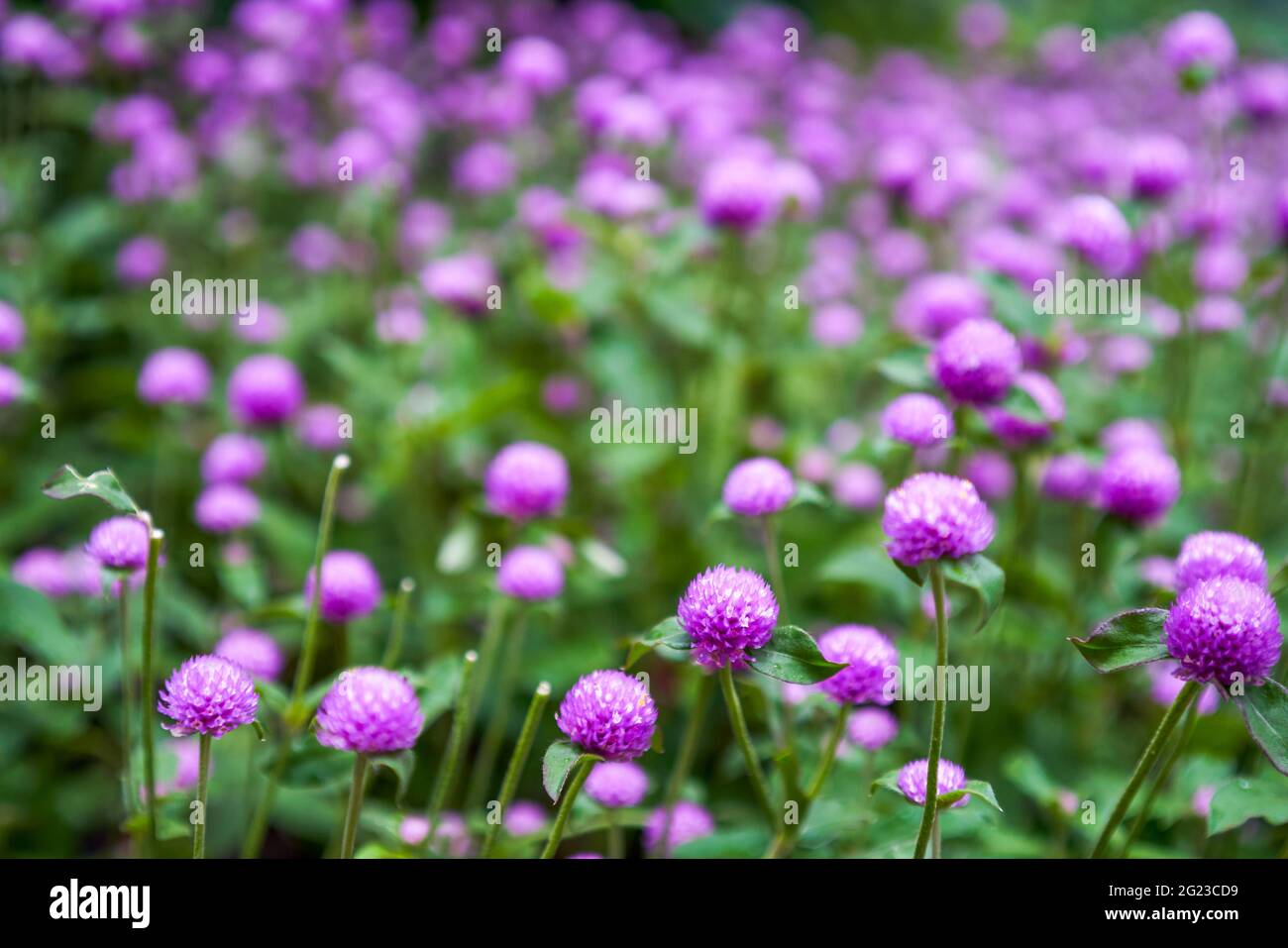 Fireball flower hi-res stock photography and images - Alamy