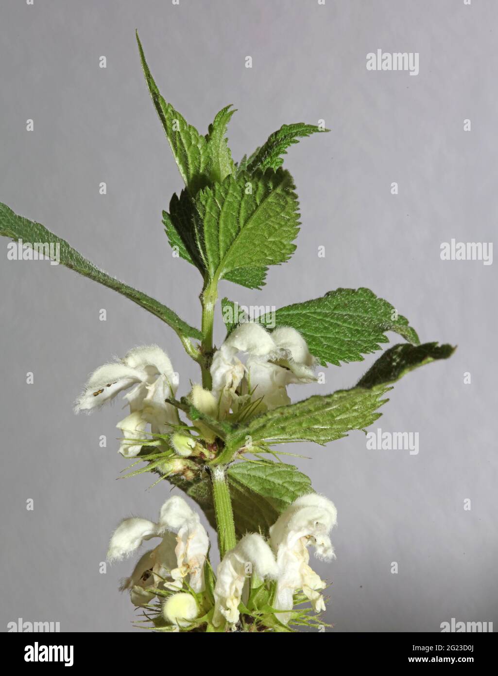 White wild flower blossom close up lamium album family lamiaceae modern ...
