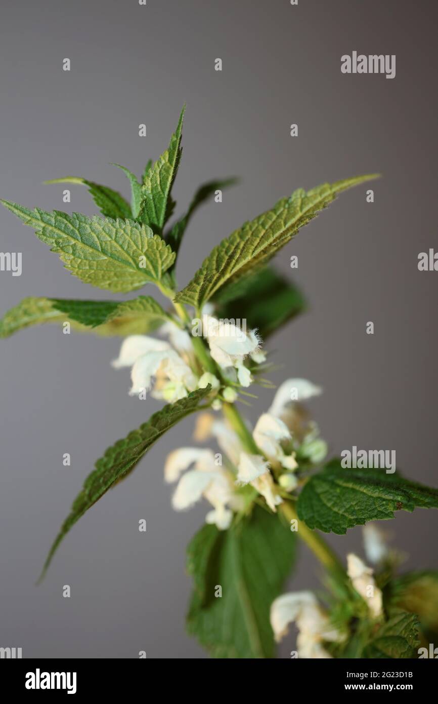 White wild flower blossom close up lamium album family lamiaceae modern ...