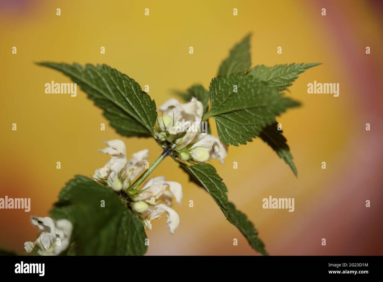 White wild flower blossom close up lamium album family lamiaceae modern ...