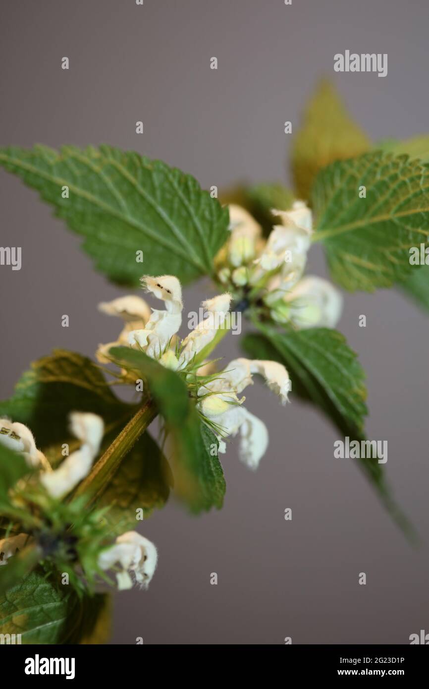 White wild flower blossom close up lamium album family lamiaceae modern ...