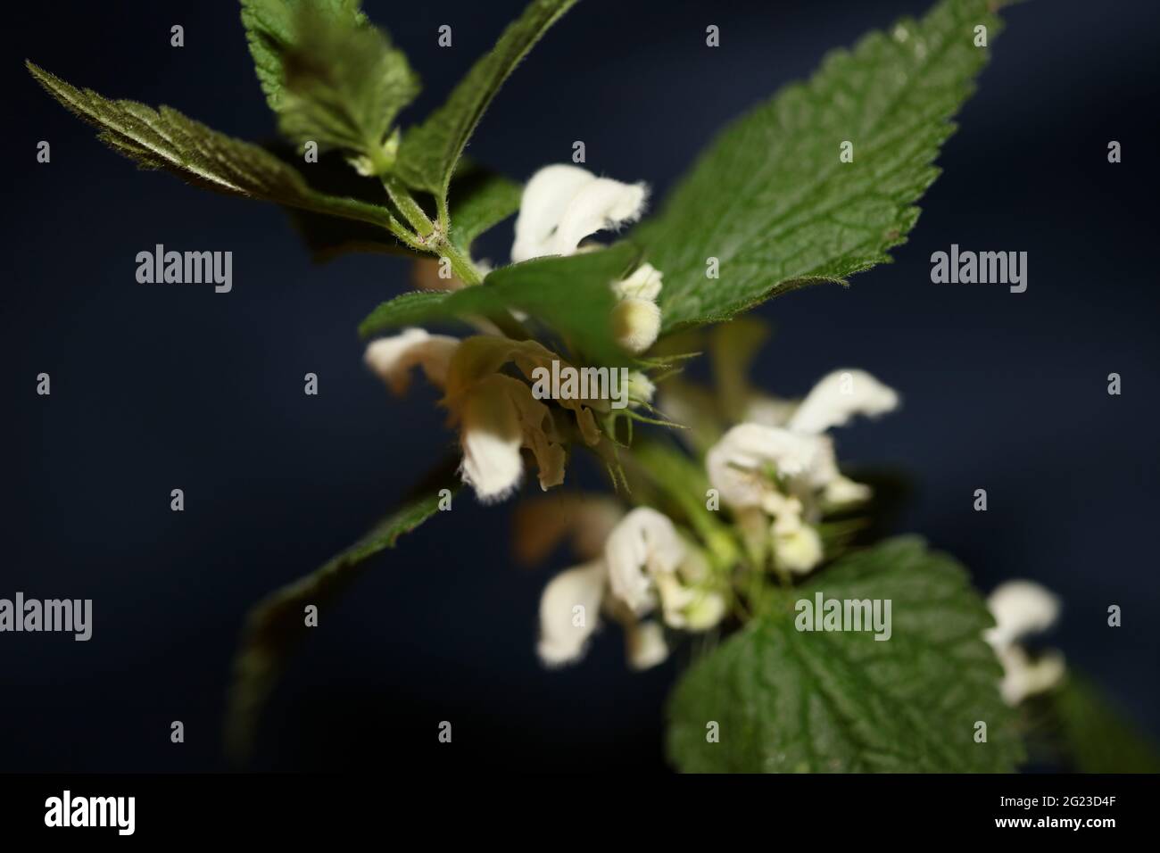 White wild flower blossom close up lamium album family lamiaceae modern ...