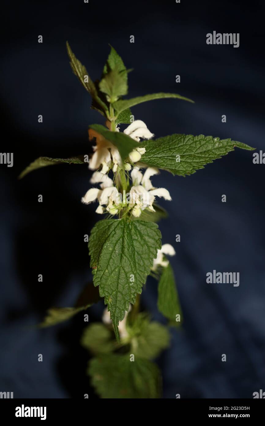 White wild flower blossom close up lamium album family lamiaceae modern ...
