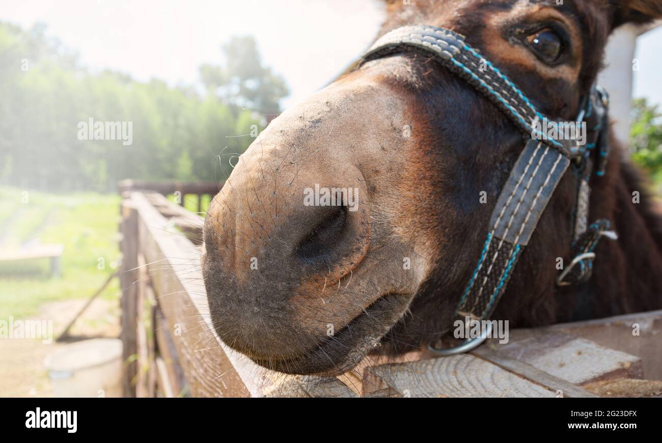 Donkey nose close-up. Funny photo of a donkey face Stock Photo - Alamy
