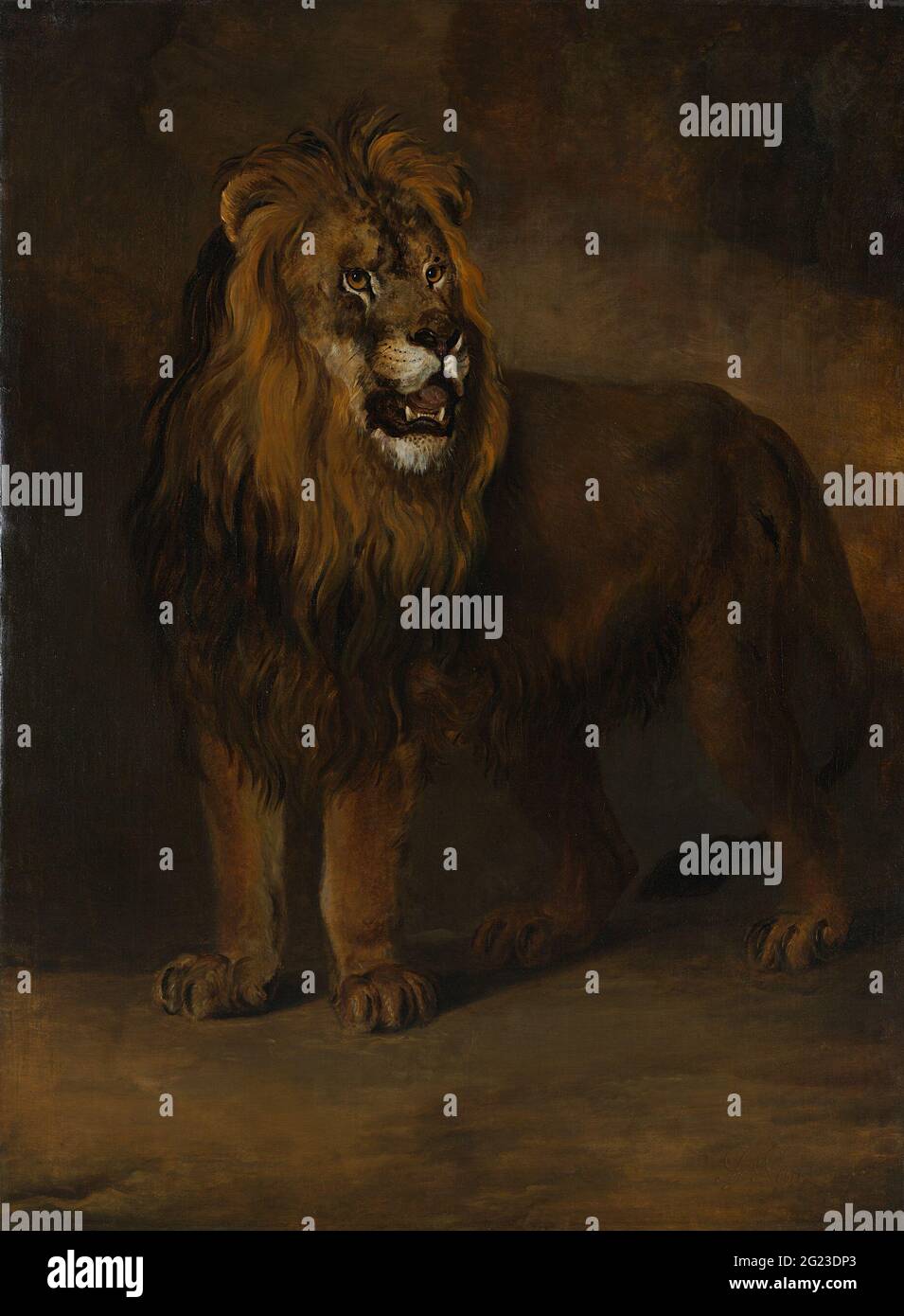 A Lion From The Menagerie Of King Louis Napoleon, 1808. A lion from the ...