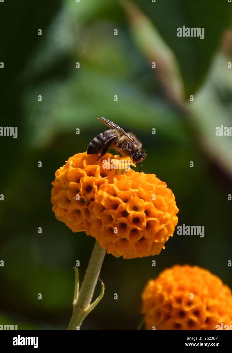 Ball of buzzing bees hi-res stock photography and images - Alamy