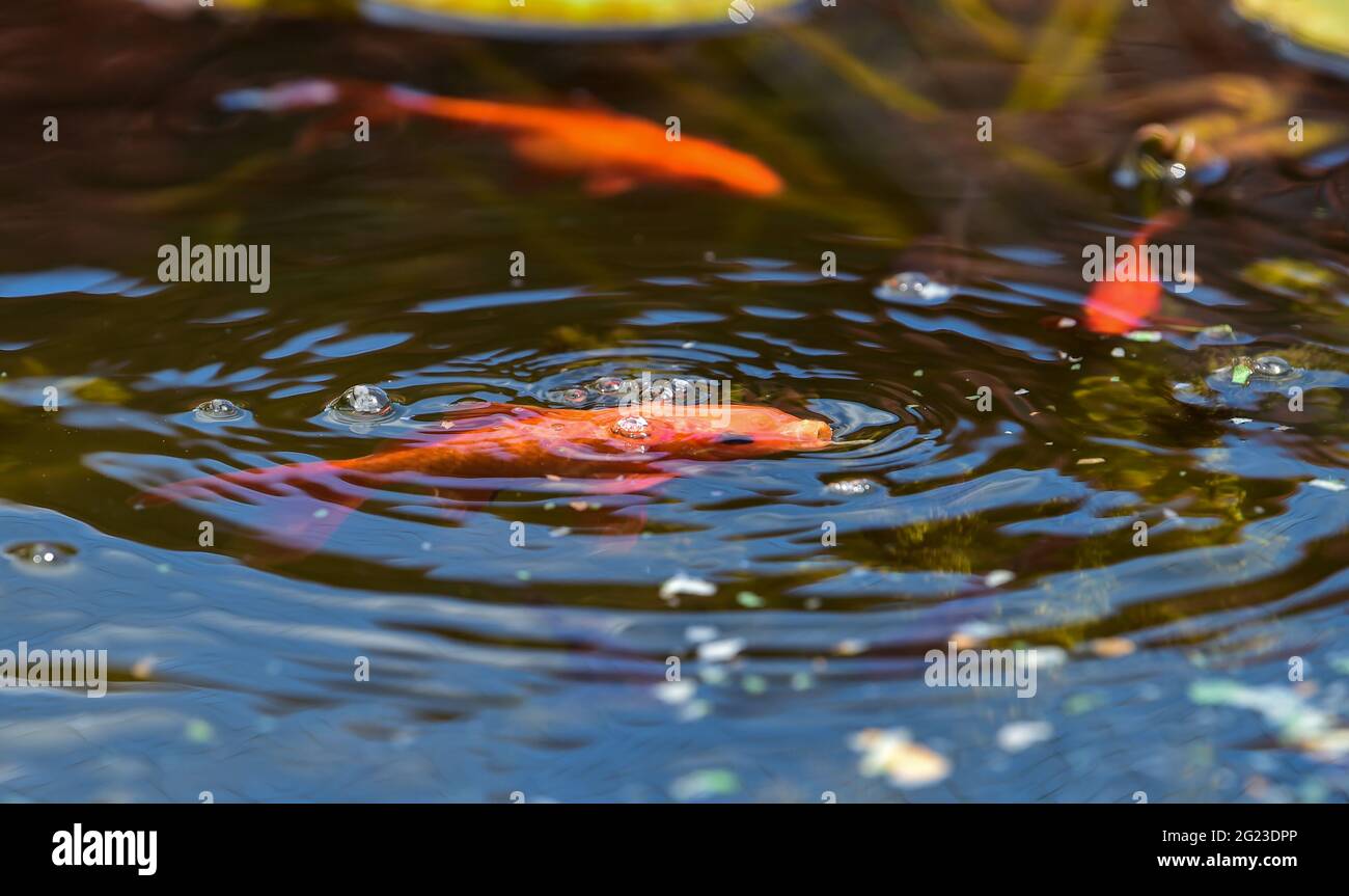 Goldfish eating flake food at surface of home garden pond UK Stock ...