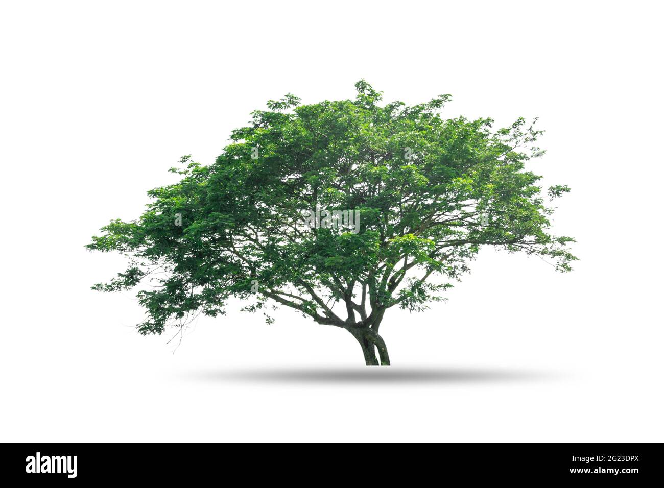 Big tree isolated on white background Stock Photo - Alamy