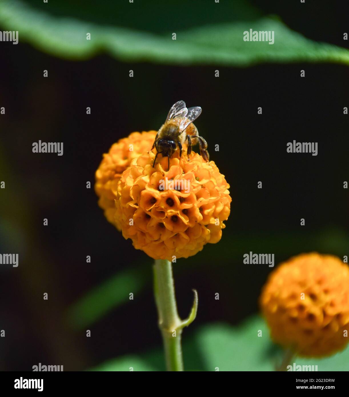Ball of buzzing bees hi-res stock photography and images - Alamy