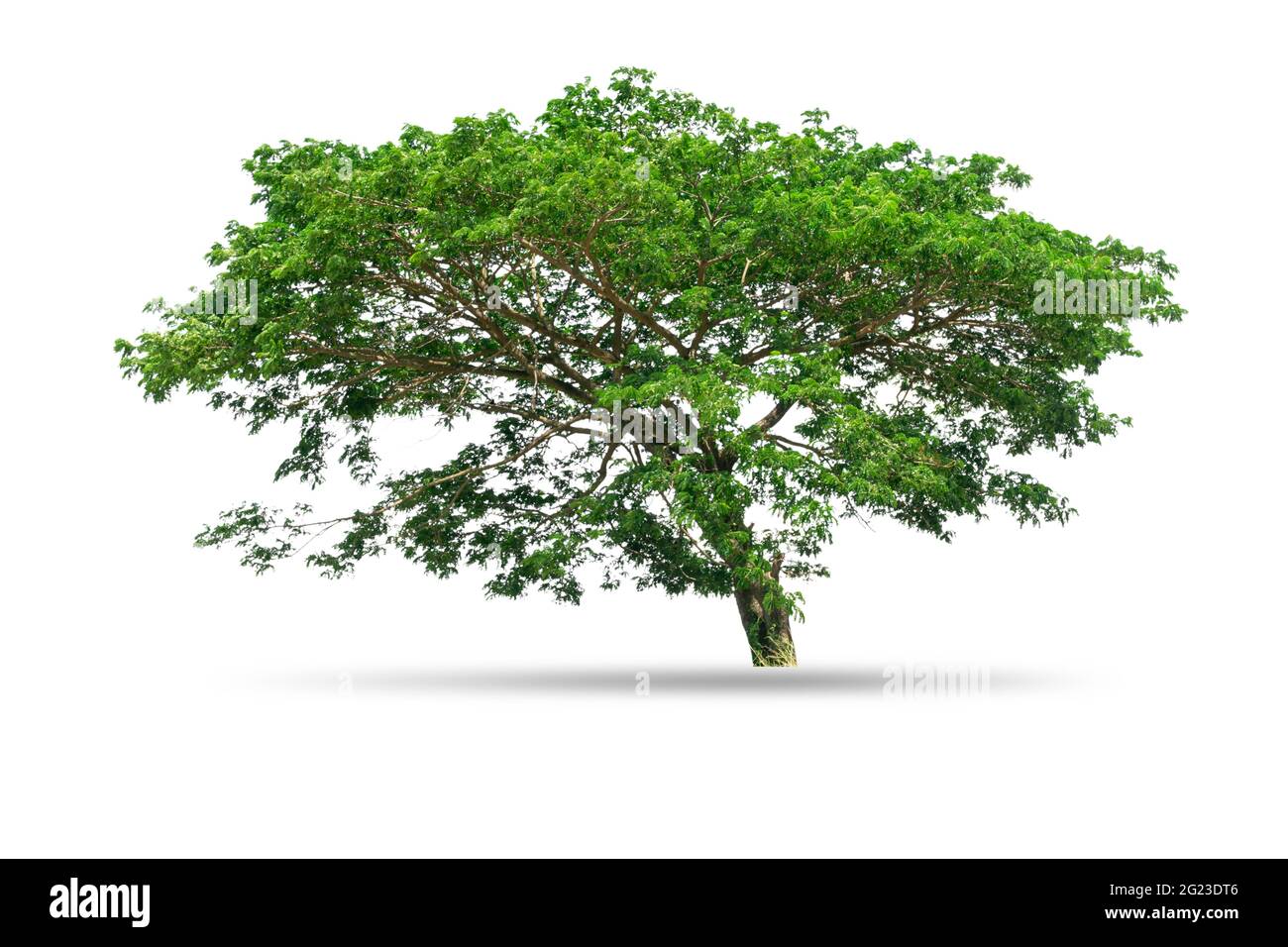Single big tree isolated on white background Stock Photo - Alamy