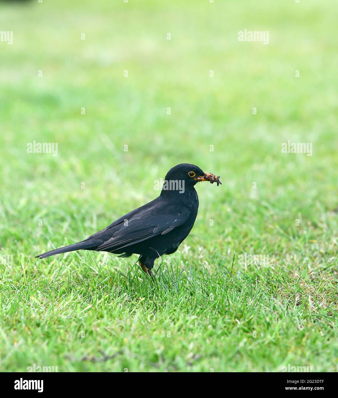 Blackbird - Turdus merula collecting food and nesting material from ...