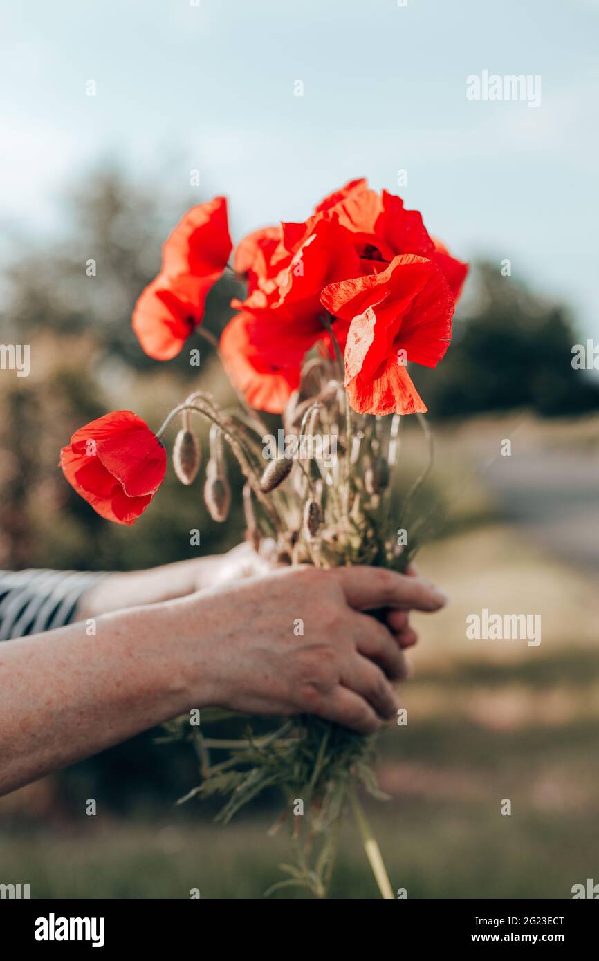 Hand holding poppy hi-res stock photography and images - Alamy