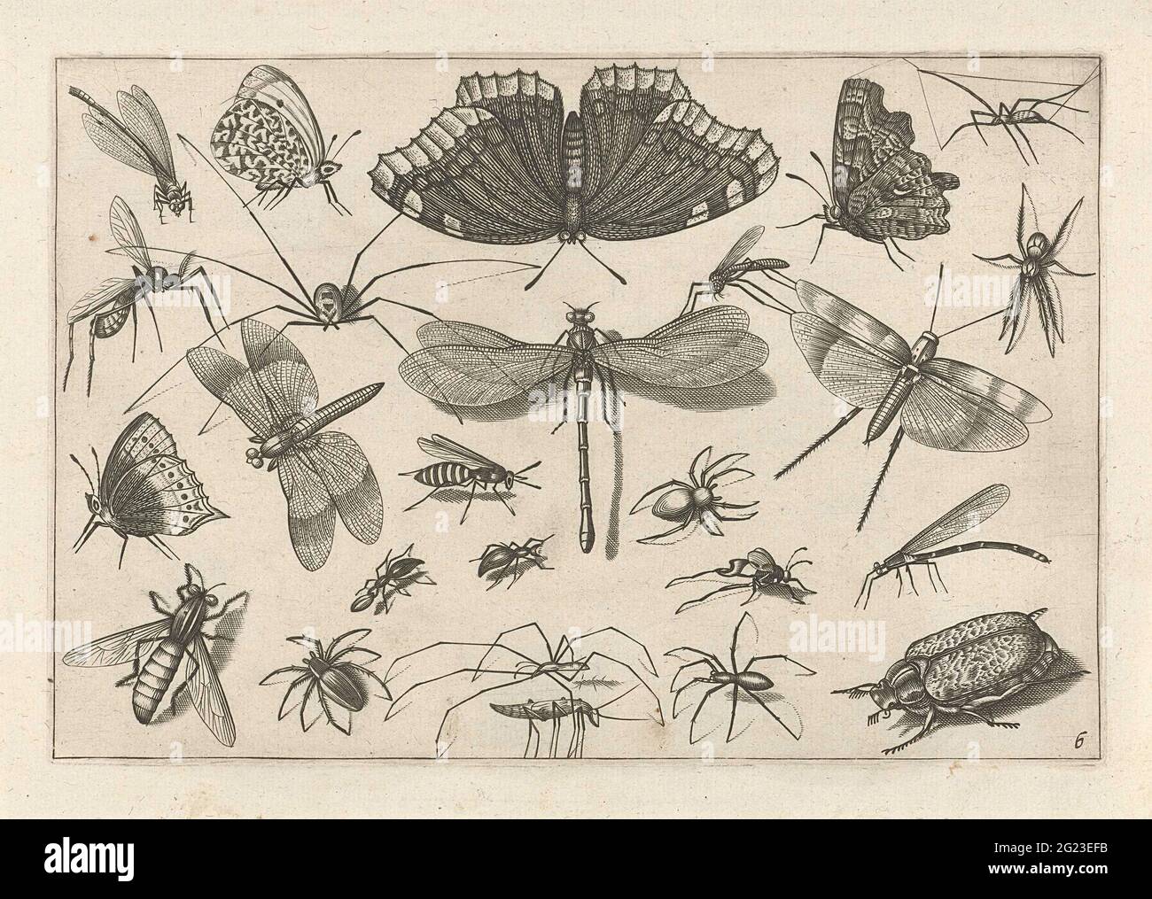 Insects; Diversae Insectarum Volatilium. Different insects with a ...