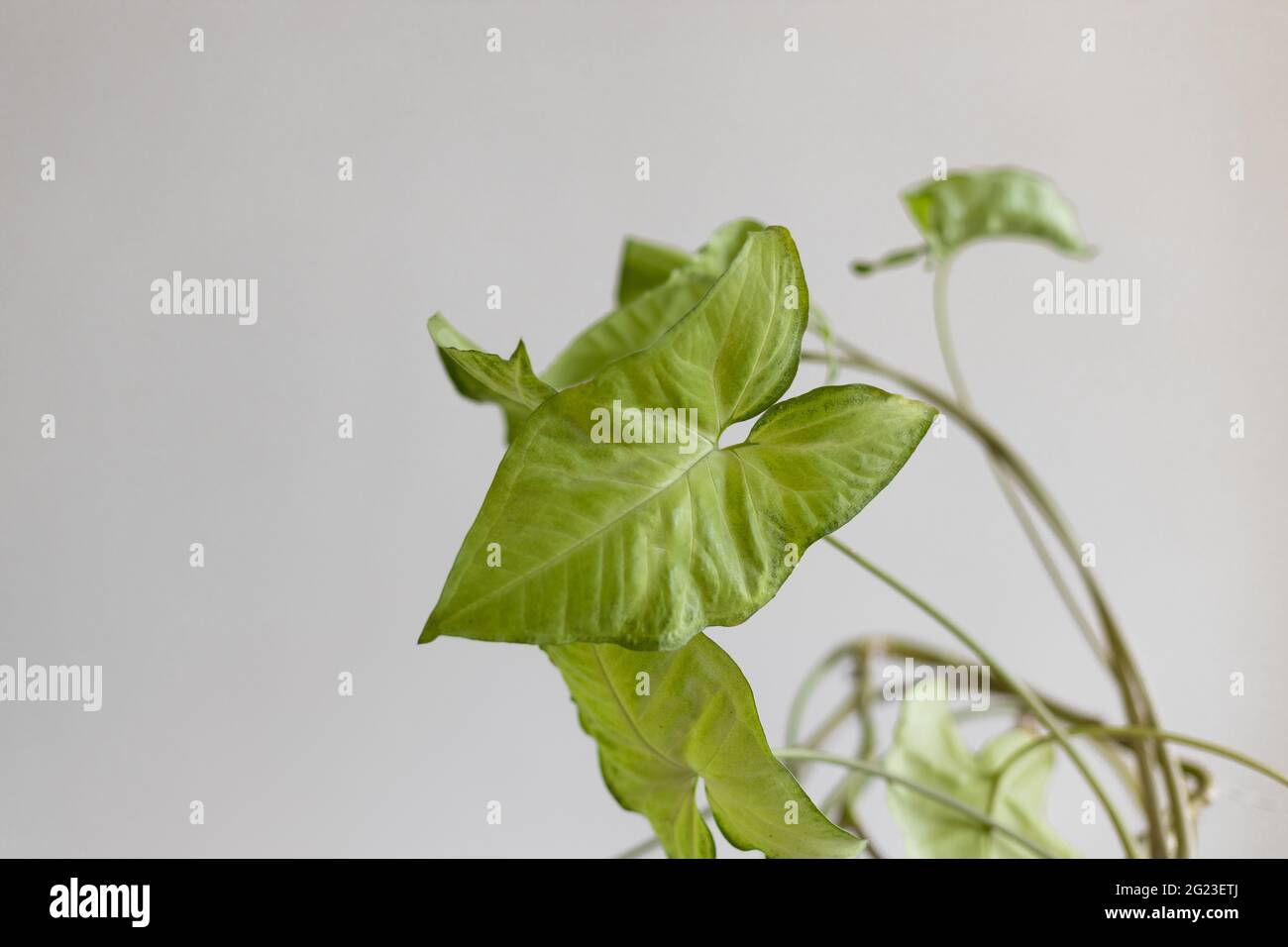 Beautiful Syngonium liana plant against a gray background. Empty white ...
