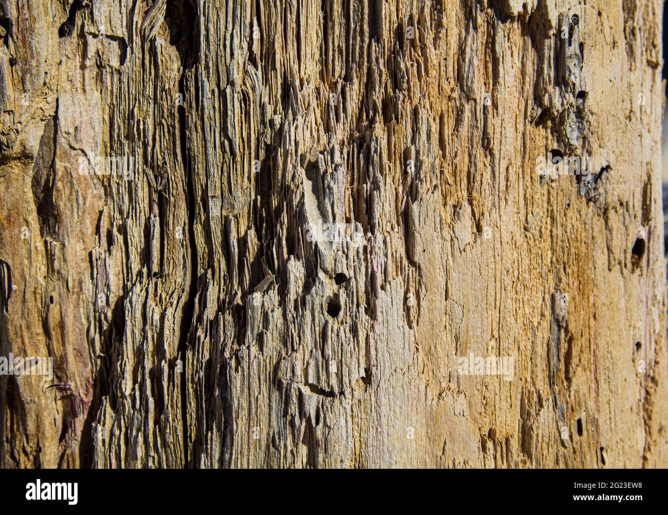 Old wood. Rotten wood. Wood after insects. Old stump Stock Photo - Alamy