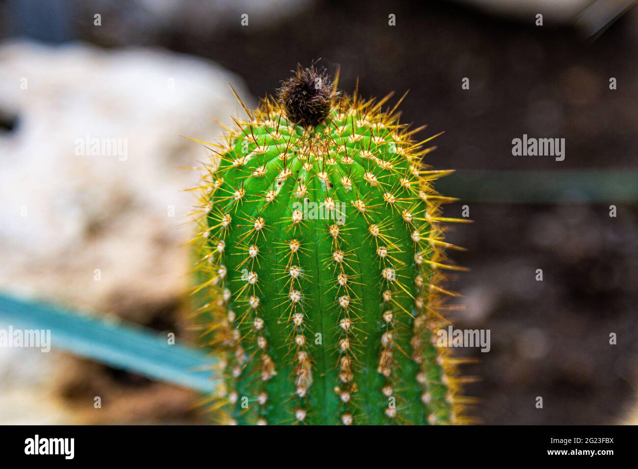 Cactus plant large frame . Green cactus. needle Stock Photo - Alamy