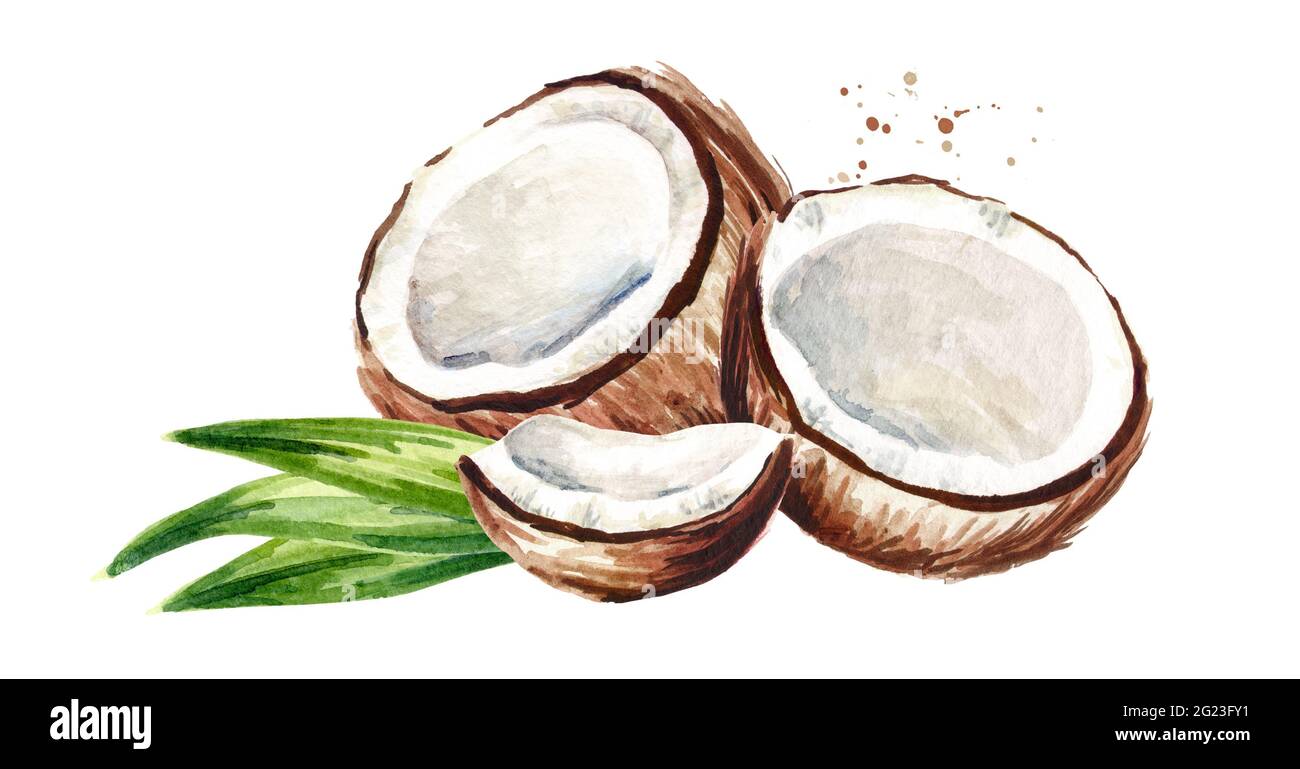 Cracked coconut with green leaves. Watercolor hand drawn illustration ...