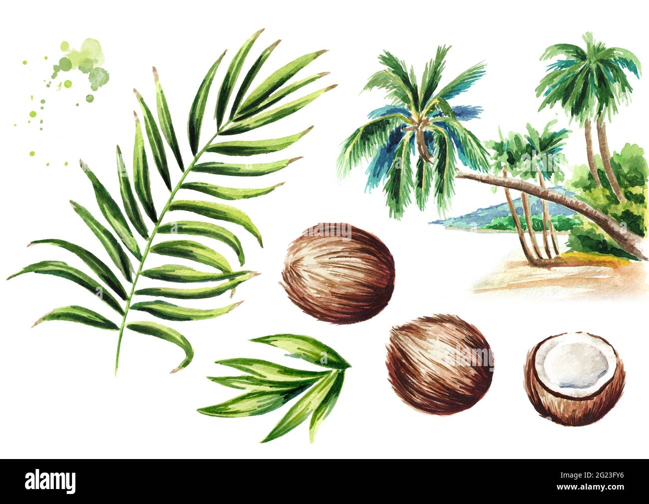 Coconut palm set. Watercolor hand drawn illustration, isolated on white ...