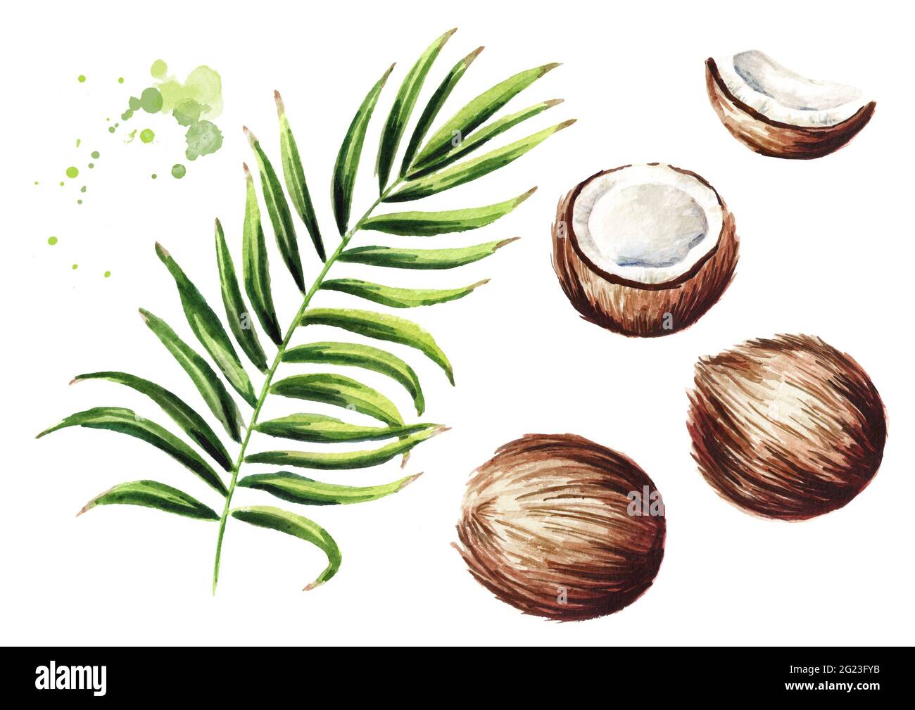 Coconuts and green branch set. Watercolor hand drawn illustration ...
