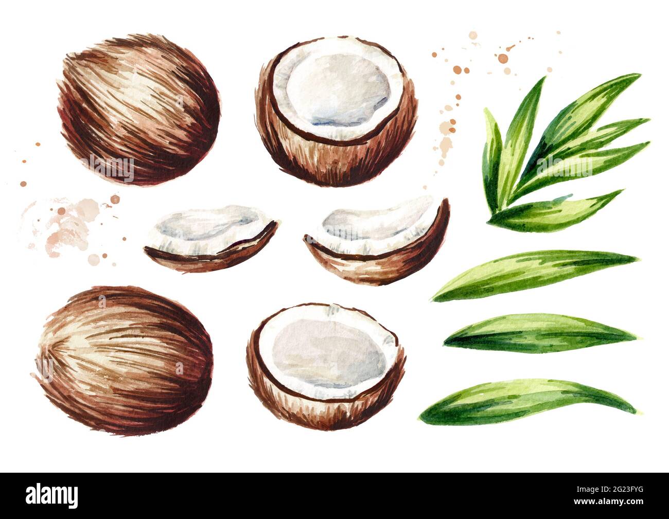 Coconut elements set. Watercolor hand drawn illustration isolated on ...