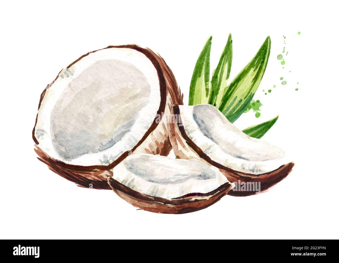 Cracked coconut. Watercolor hand drawn illustration, isolated on white ...