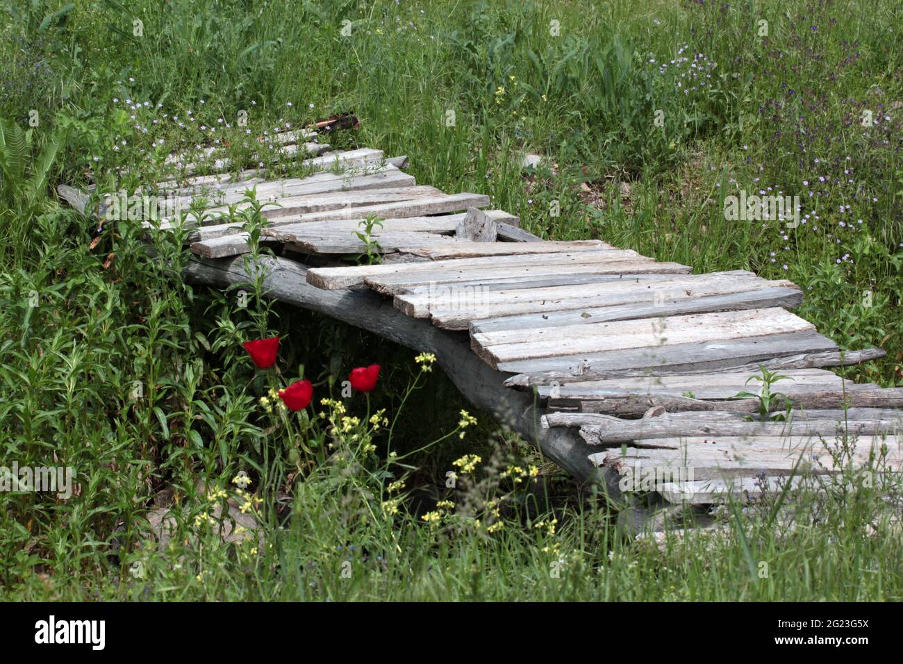 Flower plant poppy material hi-res stock photography and images - Alamy