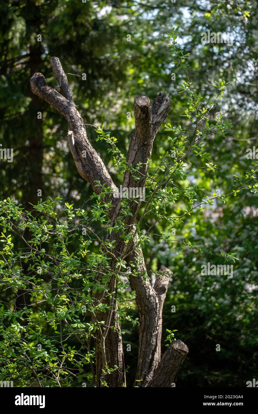 Felled Branches High Resolution Stock Photography and Images - Alamy