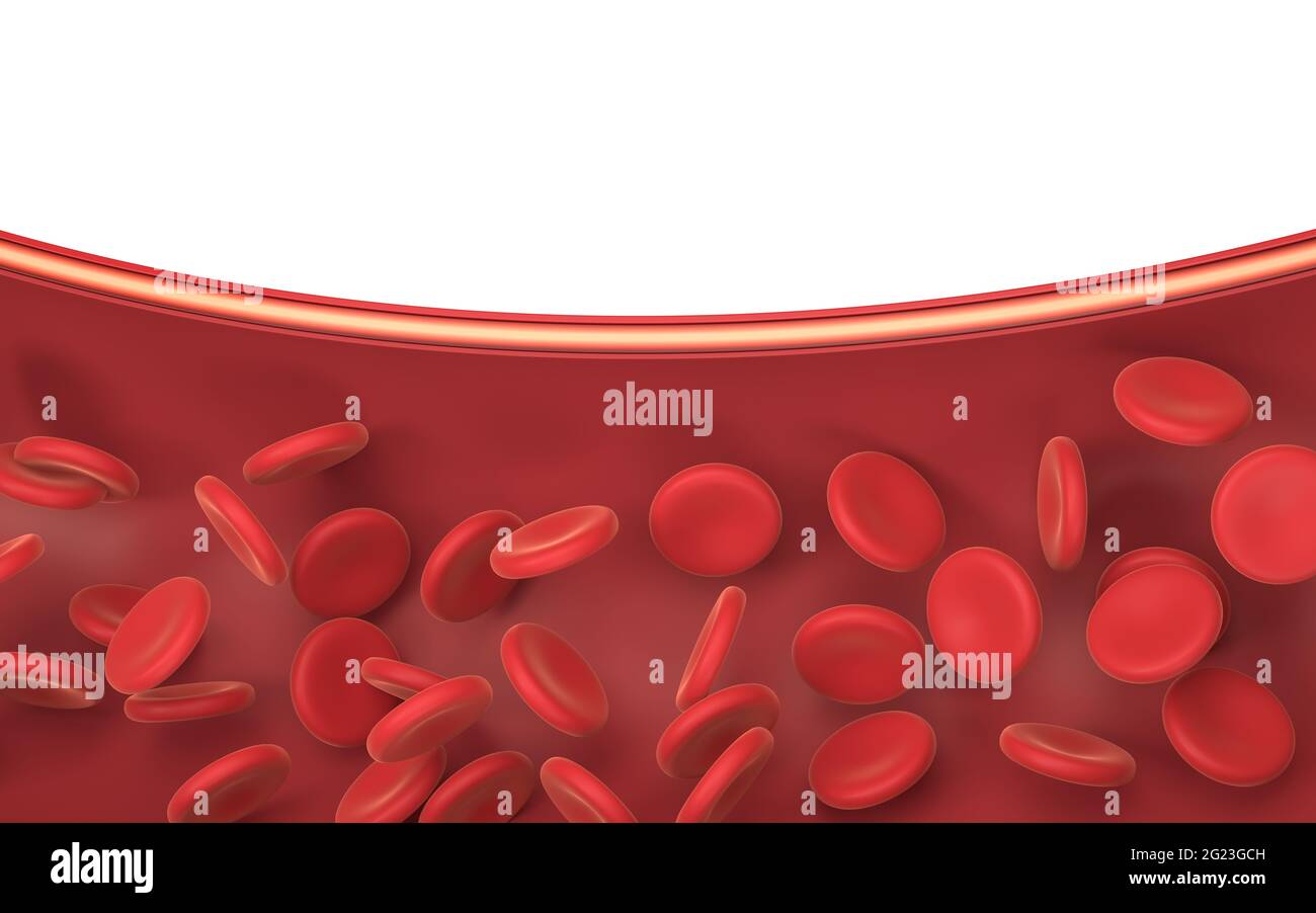 Red blood cells in the blood vessel, 3d rendering. Computer digital ...
