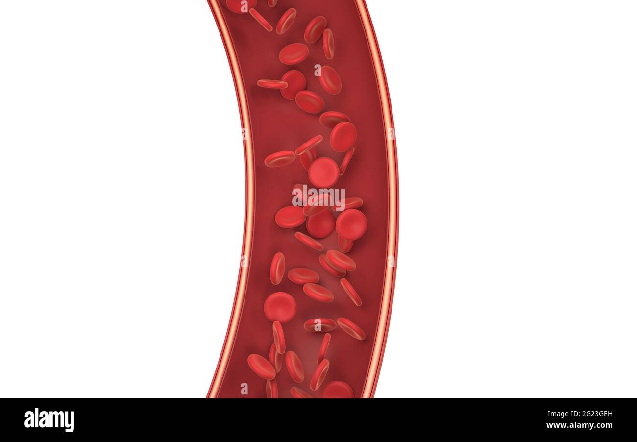 Red blood cells in the blood vessel, 3d rendering. Computer digital ...