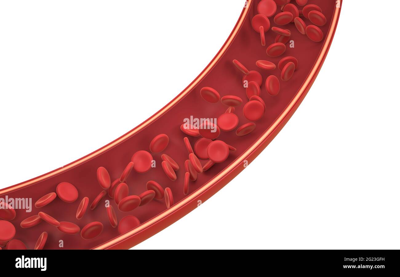 Red blood cells in the blood vessel, 3d rendering. Computer digital ...