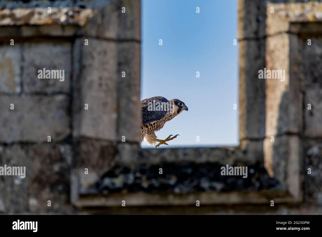 Peregrine falcon fledgling hi-res stock photography and images - Alamy