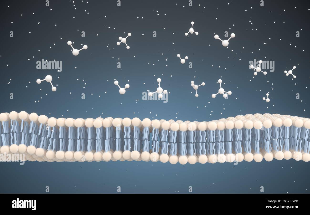 Cell Membrane and Molecules, 3d rendering. Computer digital drawing ...
