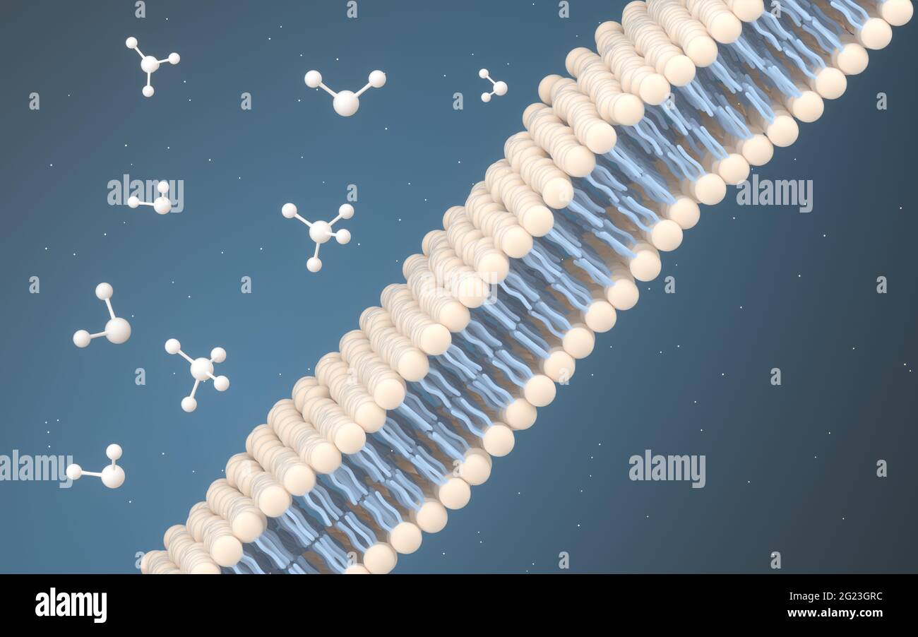 Cell Membrane and Molecules, 3d rendering. Computer digital drawing ...