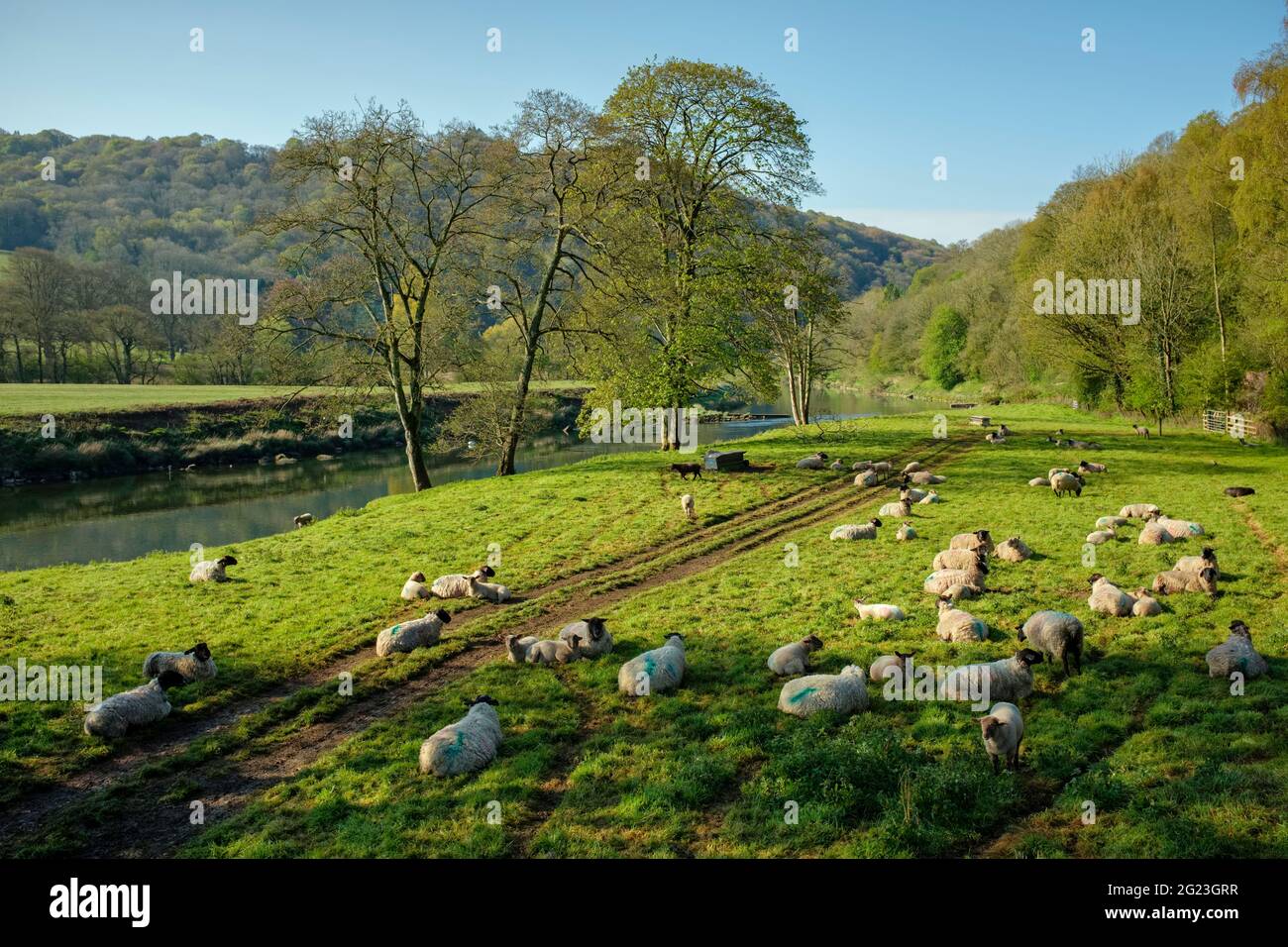 Sheep english countryside sheep hi-res stock photography and images - Alamy